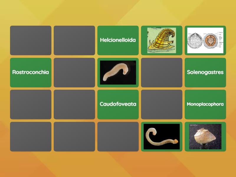 Clases de moluscos - Matching pairs