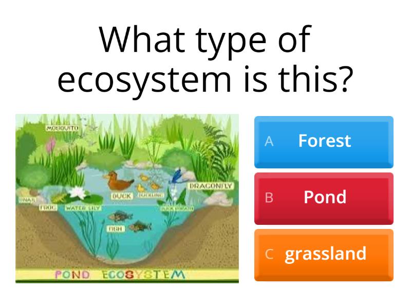 ecosystem - Quiz