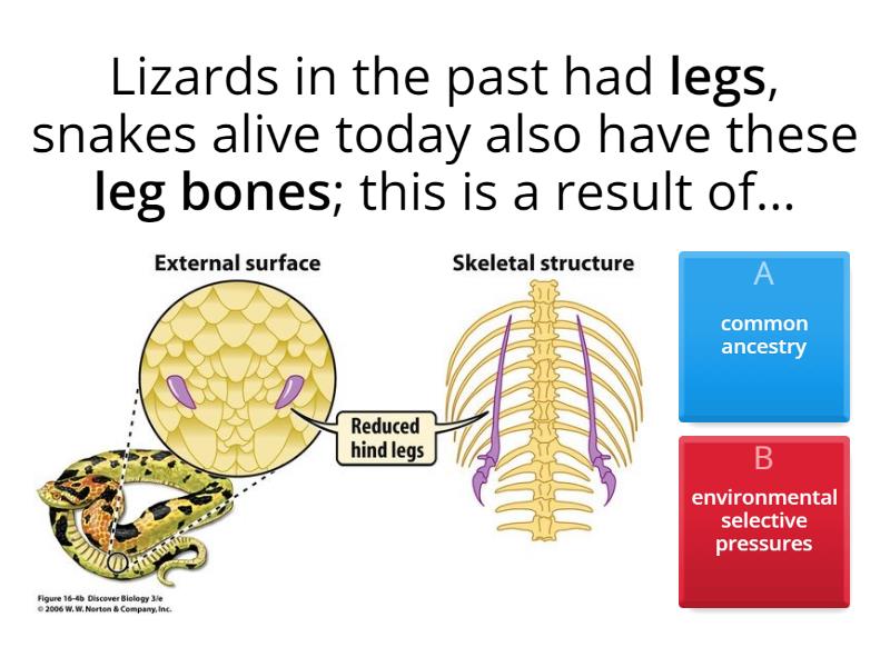 Evidence of: Common Ancestry or Environment - Quiz