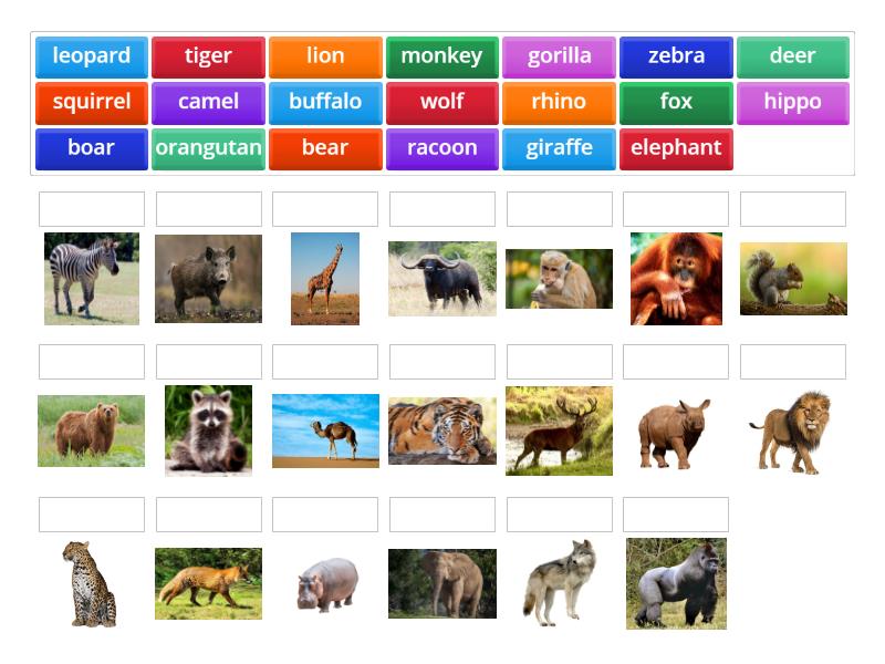 Wild Animals - Match up