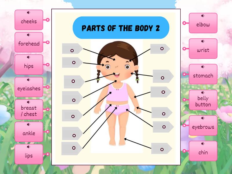 Body Parts II - Diagrama con etiquetas