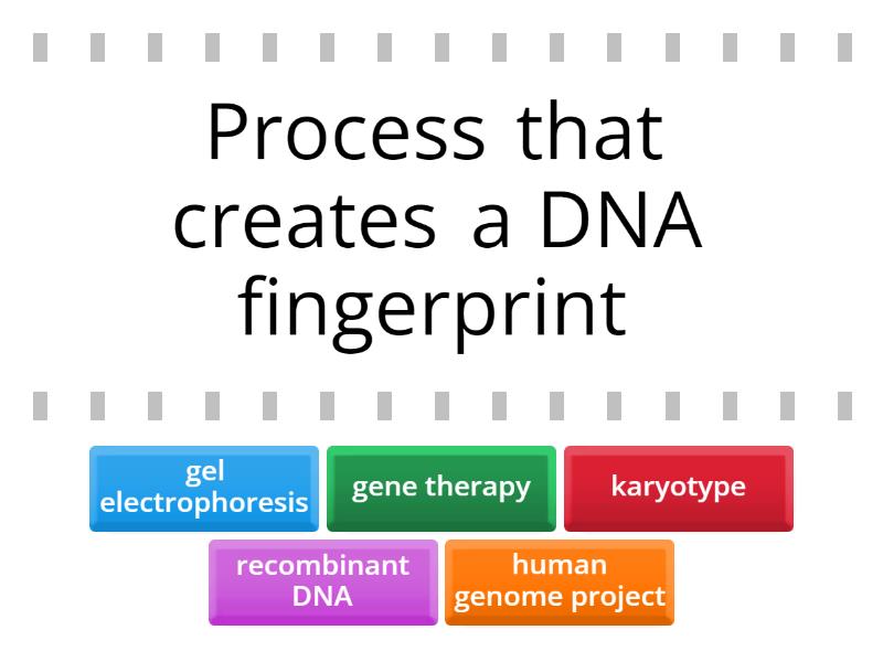 Genetic Technology Match Up - Find the match