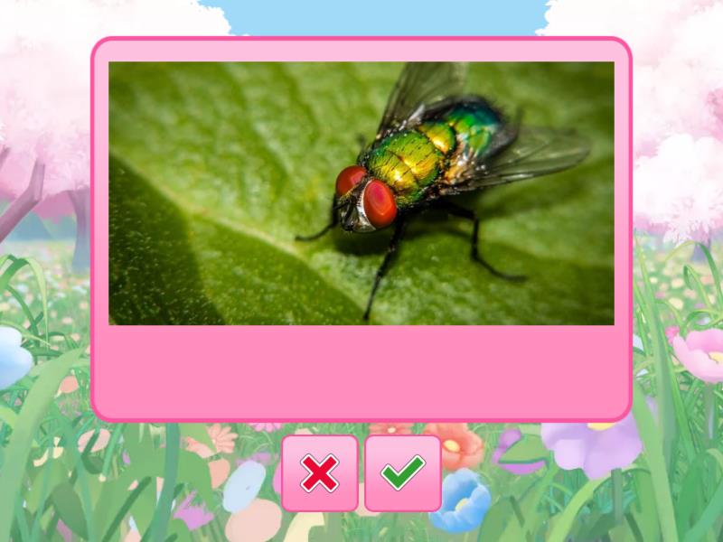 Go getter 1 Unit 7 (animals) - Flash cards