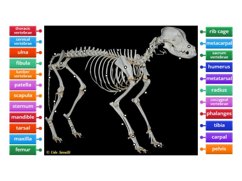 Dog Skeleton - Labelled diagram