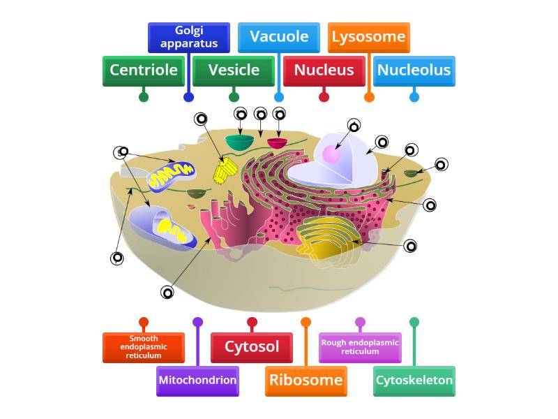Diagram of a typical animal cell. - Labelled diagram