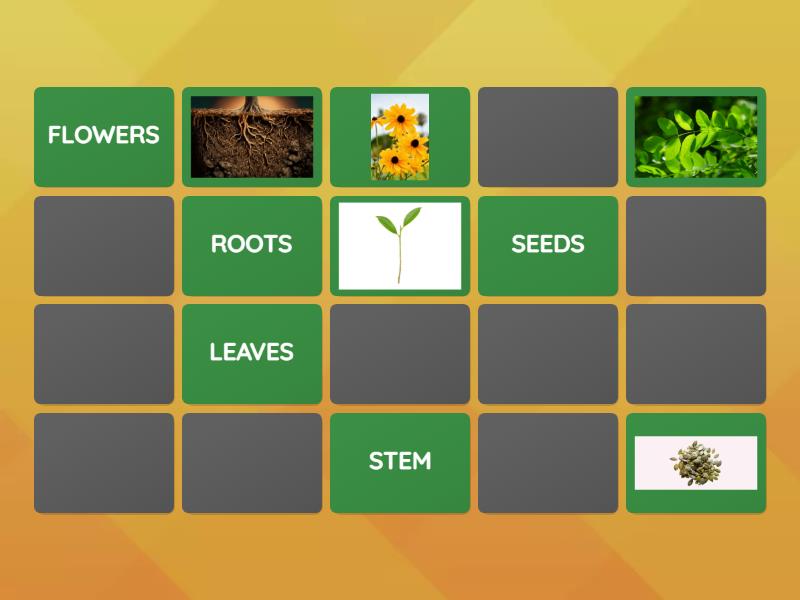 PLANTS: MEMORY - Matching pairs