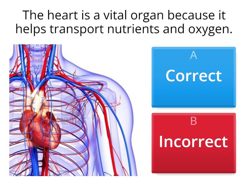 Circulatory System Facts Quiz