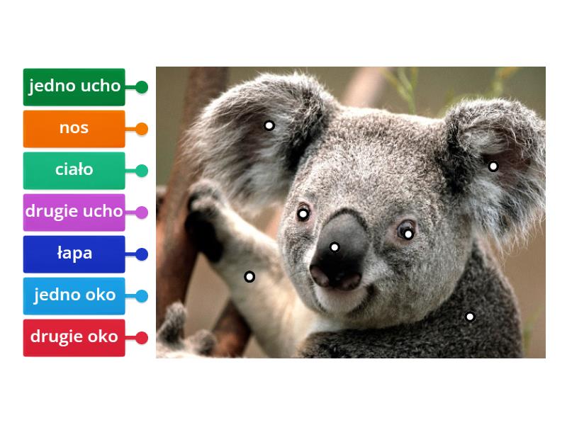 koala - Labelled diagram