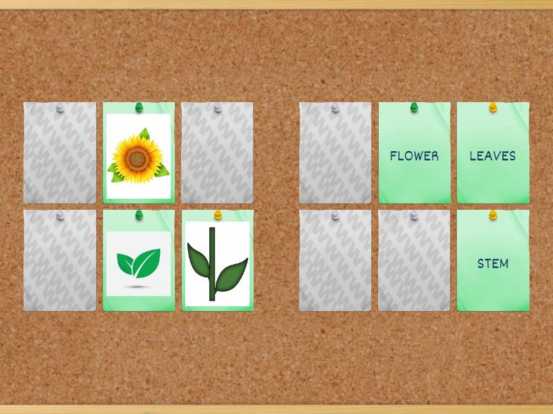 PLANTS - Matching pairs