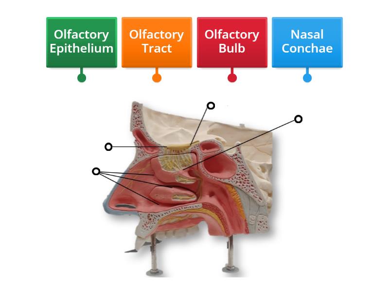 Olfactory - Labelled diagram