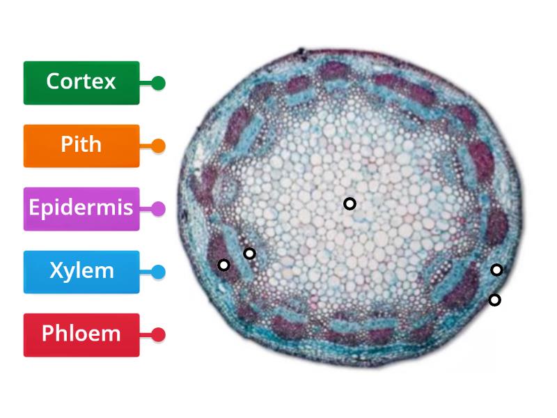 Stem Cross section - Labelled diagram