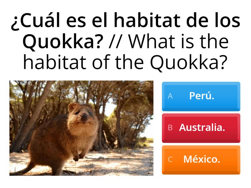 ¡Vamos a practicar el vocabulario del Quokka! - Quiz
