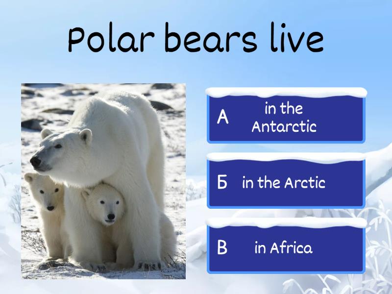 Polar bears facts - Quiz