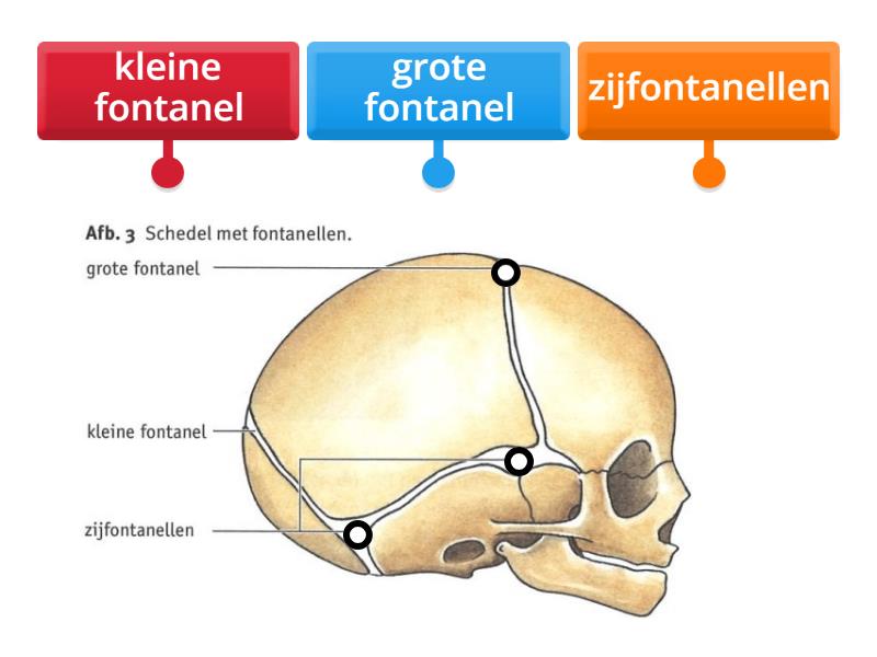 Schedel met fontanellen oefenen - Labelled diagram