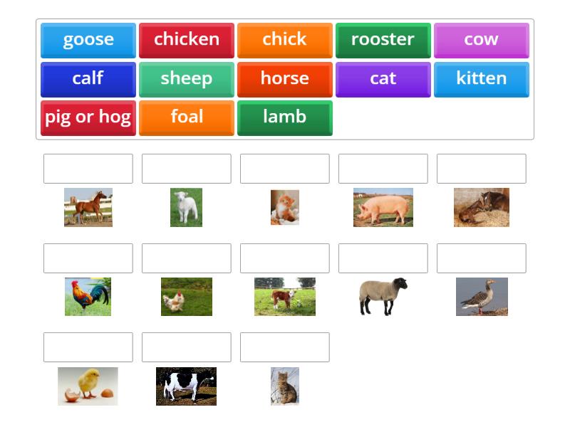 Farm Animals(Adult & baby) - Match up