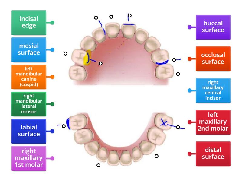 Primary Dentition Labeling: teeth and surfaces - Labelled diagram