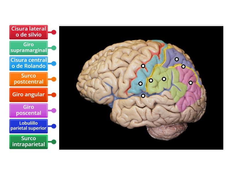 Lobulo parietal - Labelled diagram