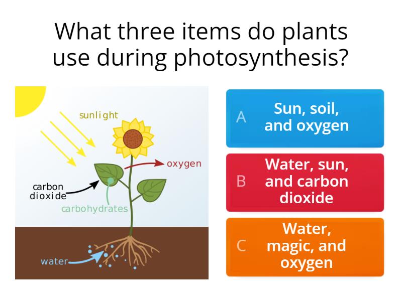Photosynthesis - Quiz