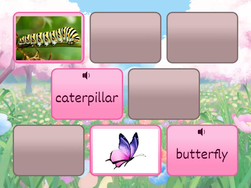 butterfly life cycle - Matching pairs