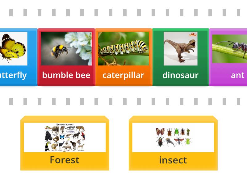 Forest and insects - Speed sorting