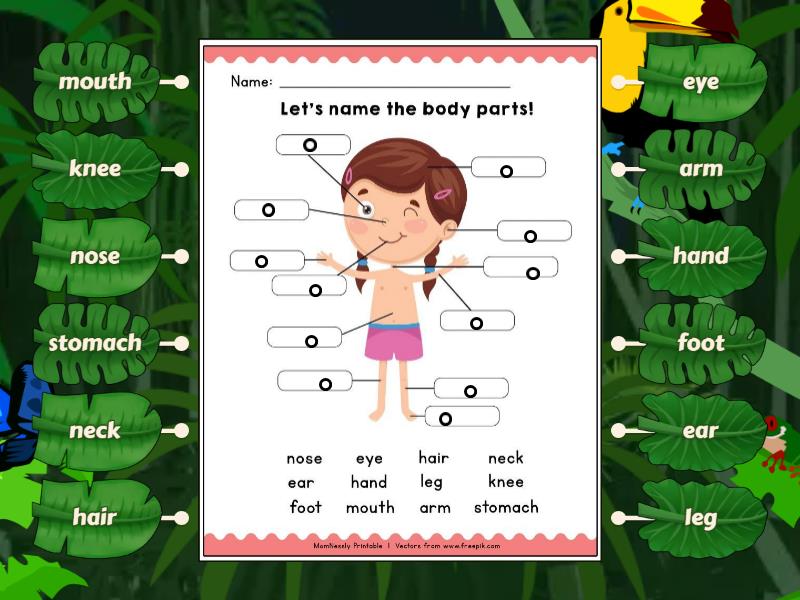 Body Parts - Labelled diagram