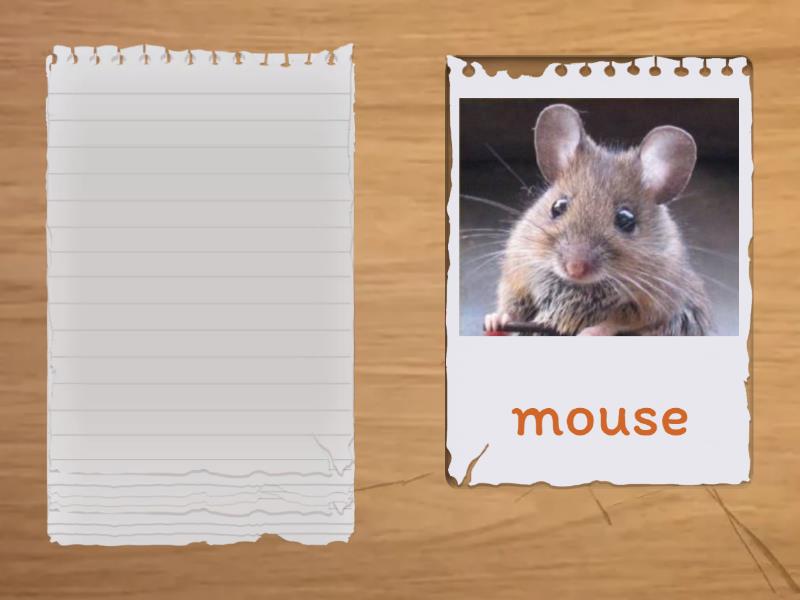 Kids5_U5/6_Exploring_Animals names - Cartas al azar