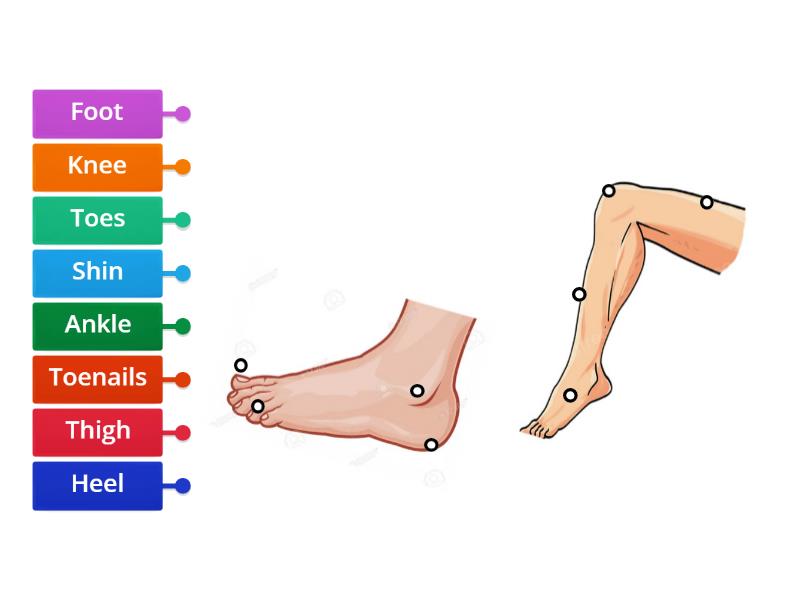 My leg - Labelled diagram
