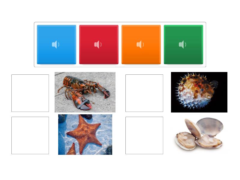 sea animals (listening) - Match up