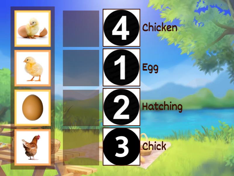 Life Cycle of a Chicken - Match up