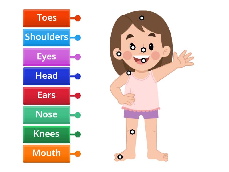 Kinder - Body Parts - Labelled diagram