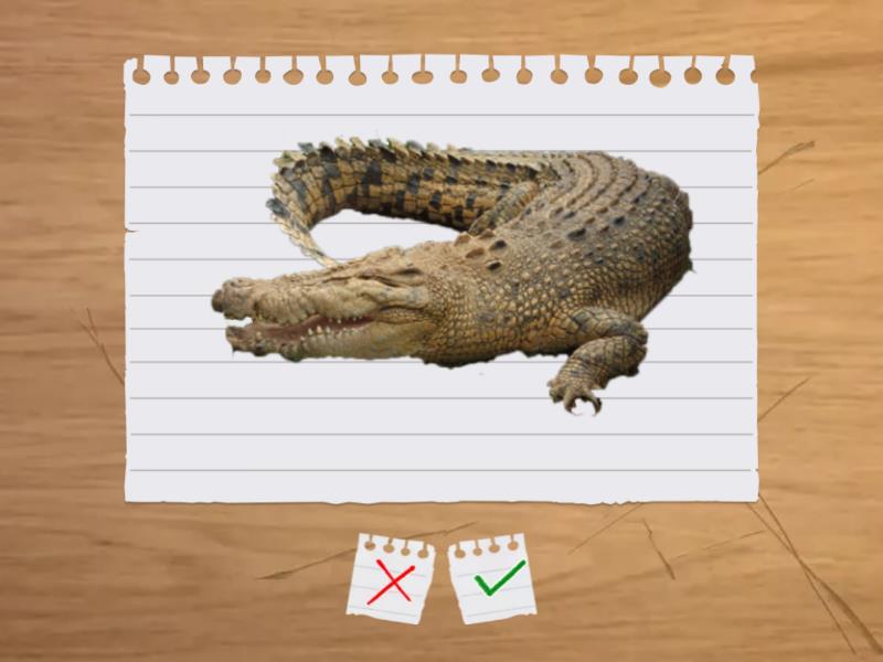 Animals - Michael - Flash cards