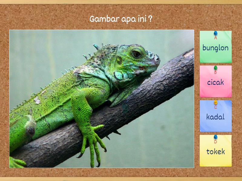 tebak gambar - Quiz