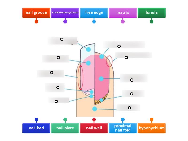 structure of the nail - Labelled diagram
