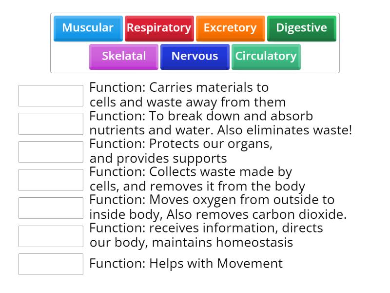 Body System Word Wall - Match up