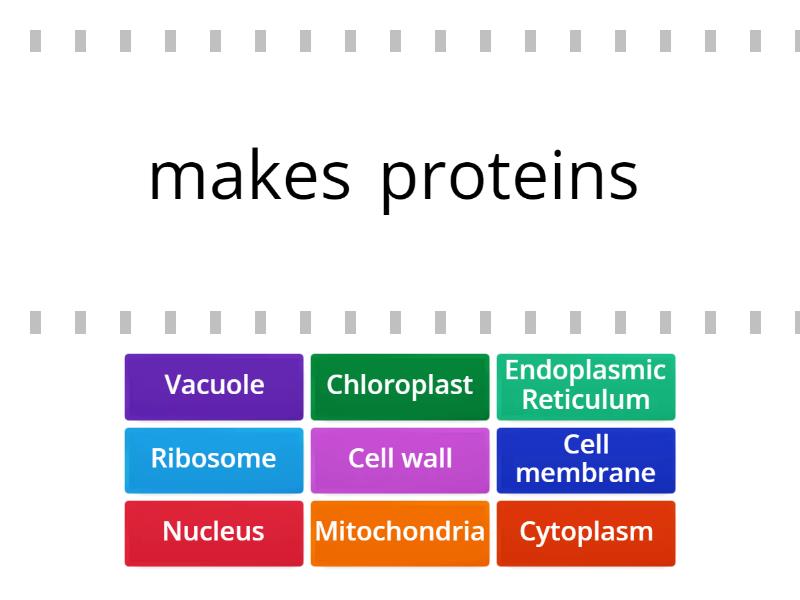 Cell Organelle Matching Game - Find the match