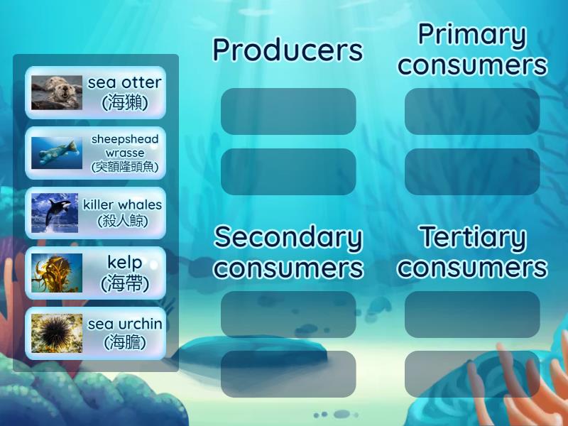 Trophic levels in the marine ecosystem - Group sort