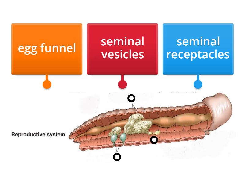 Earthworm Reproductive System - Labelled diagram