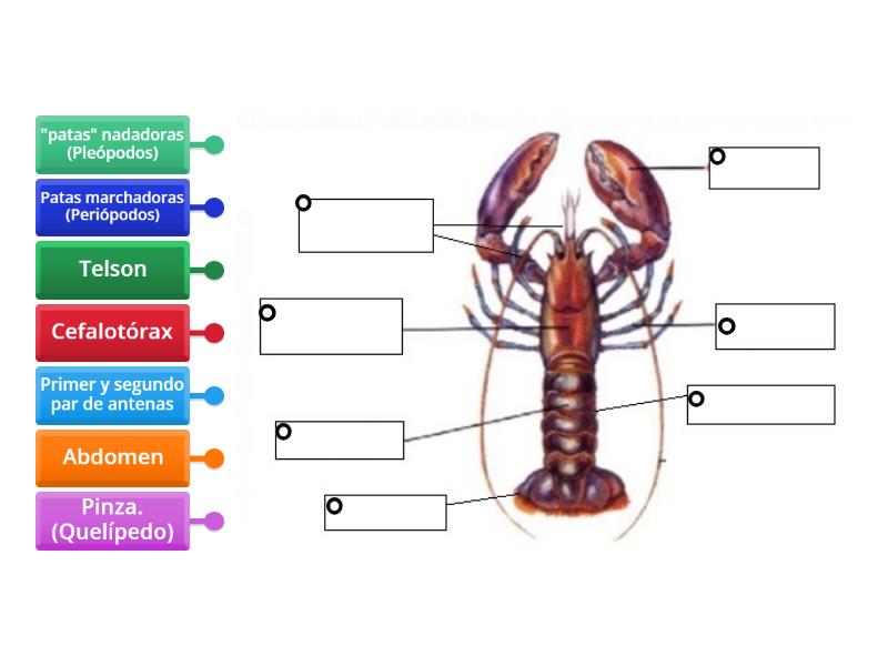 Partes básicas de un crustáceo. - Labelled diagram