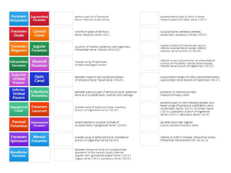 Cranial Nerve Pathways - Match up