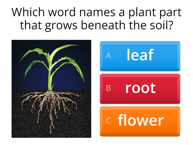 Unit 4 Lesson 2 The Green Grass Grew All Around - Quiz