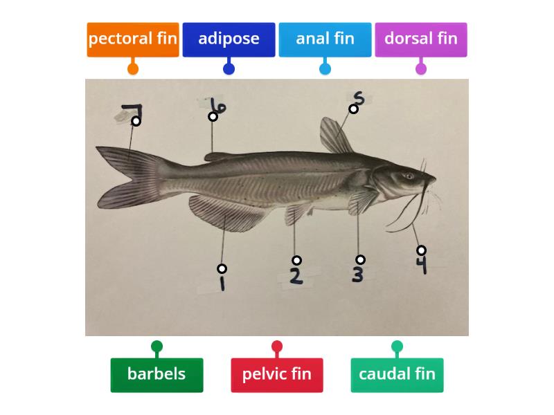 Fish fins - Labelled diagram