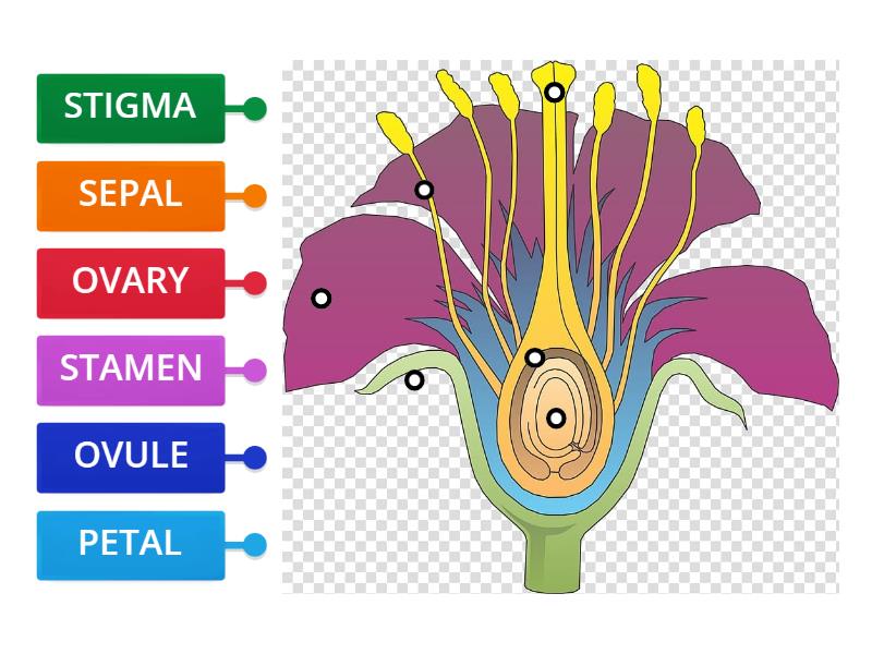 PARTS OF A FLOWER - Diagrama con etiquetas