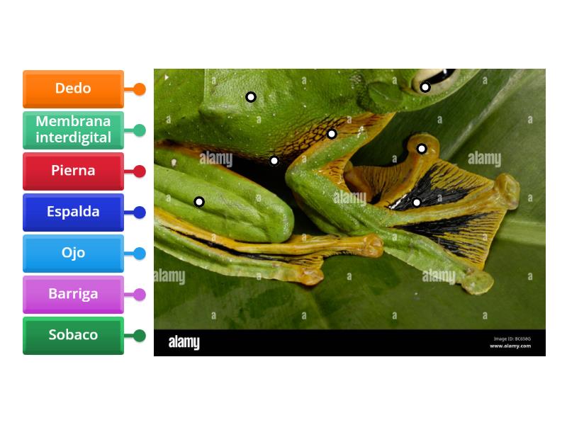Señala las partes de la rana - Labelled diagram