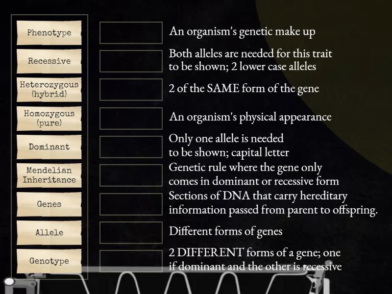 Genetics Word Wall - Match up