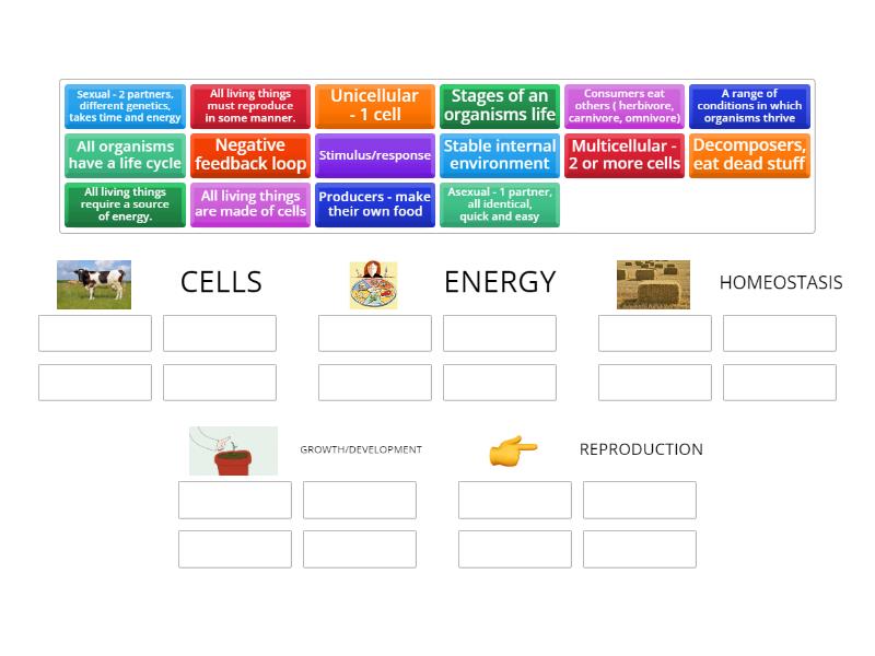 Unifying Themes of Biology - Group sort