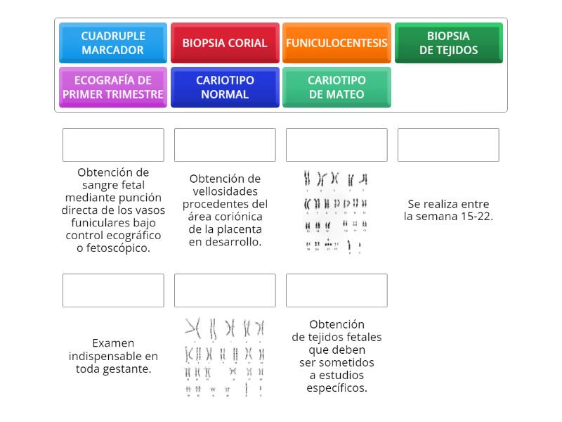 RAE GENÉTICA 1 - Une las parejas
