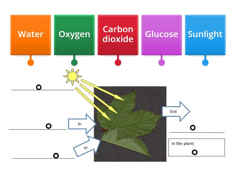 Photosynthesis leaf - Labelled diagram