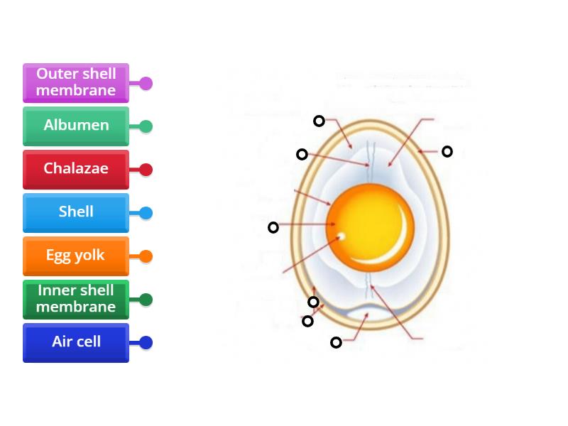 To explore parts of an Egg - Labelled diagram