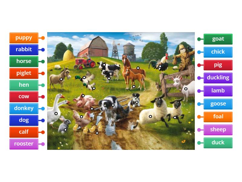 Farm animals - MATCHING - Labelled diagram