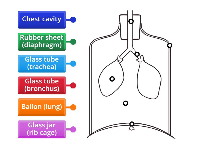 Bell jar - A model for breathing - Labelled diagram